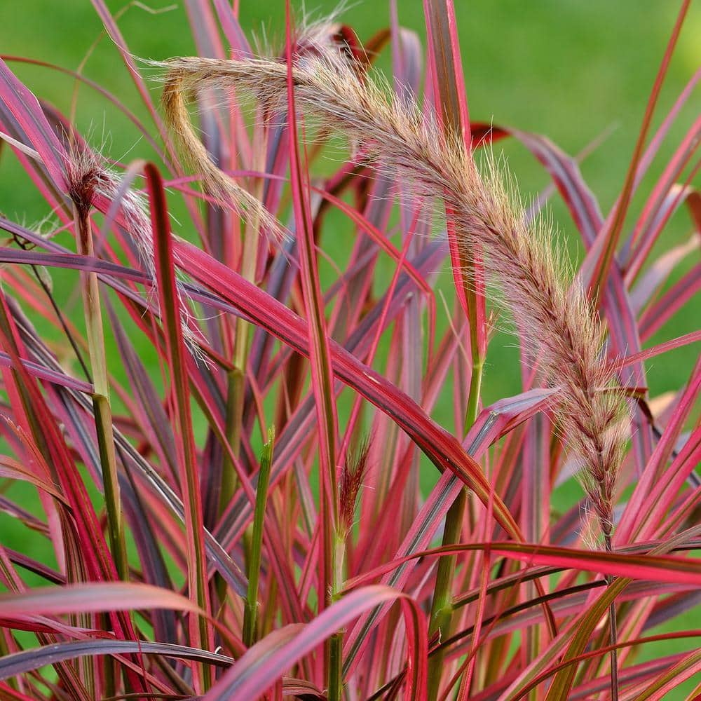 FLOWERWOOD 2.5 qt. Pennisetum Setaceum Fireworks (Fountain Grass ...