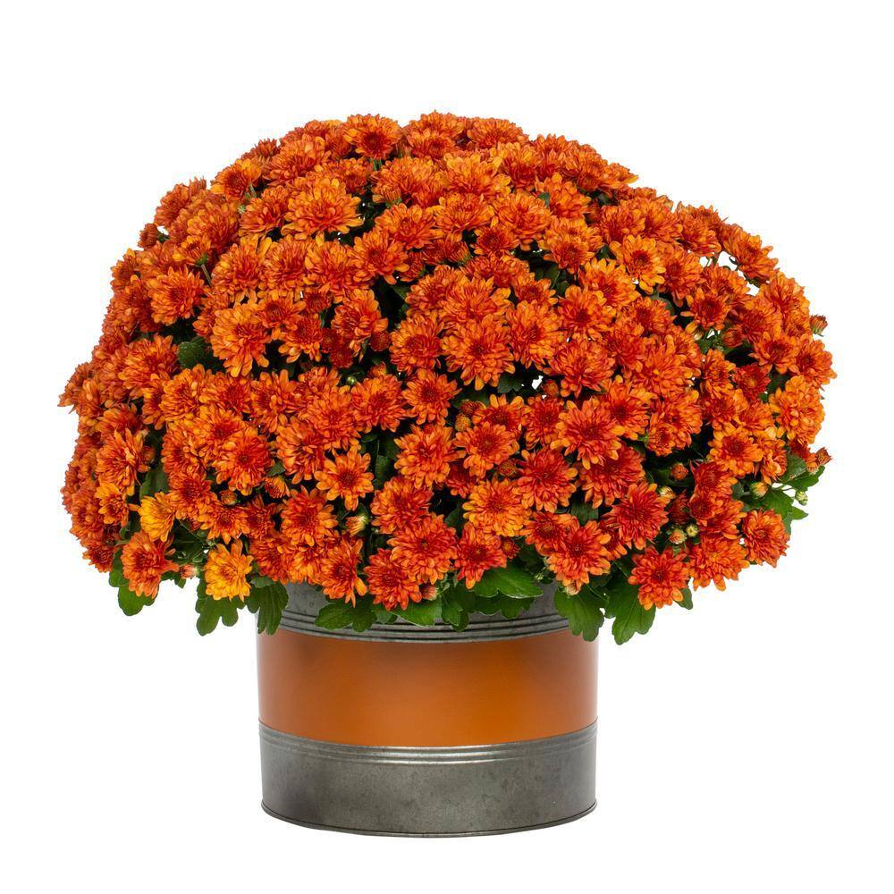 Vigoro 3 Qt. Live Orange Chrysanthemum (Mum) Plant for Fall Porch or ...