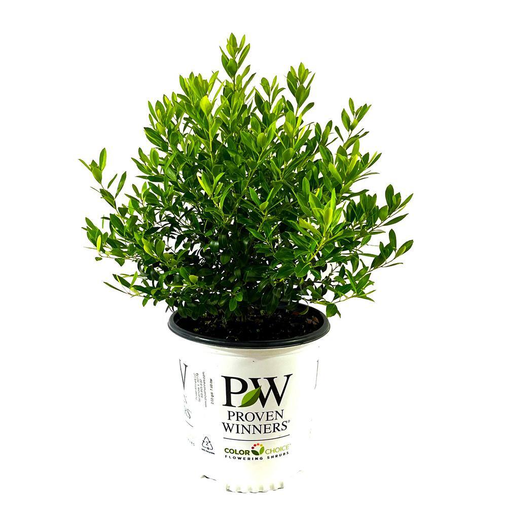 PROVEN WINNERS 2 Gal. Strongbox Inkberry Holly (Ilex) Live Shrub ...