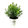 PROVEN WINNERS 2 Gal. Strongbox Inkberry Holly (Ilex) Live Shrub ...
