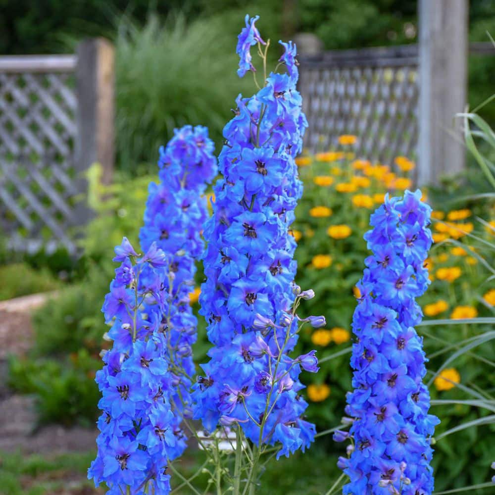 DIRECT GARDENING Blue Buccaneers Delphinium Dormant Bare Root Flowering ...