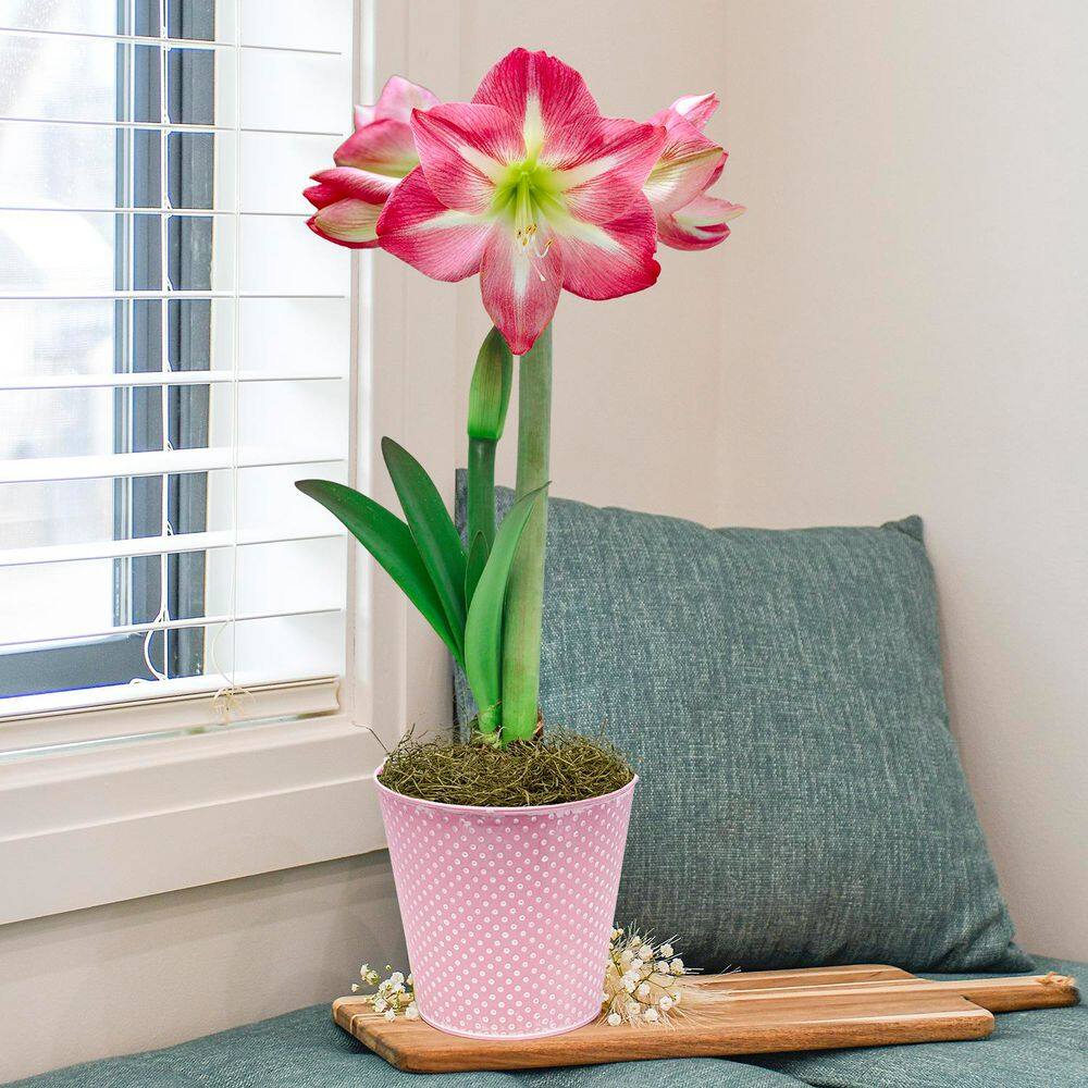 Breck's Exposure Amaryllis Pink/White Flowering Dormant Bulb Gift Kit ...