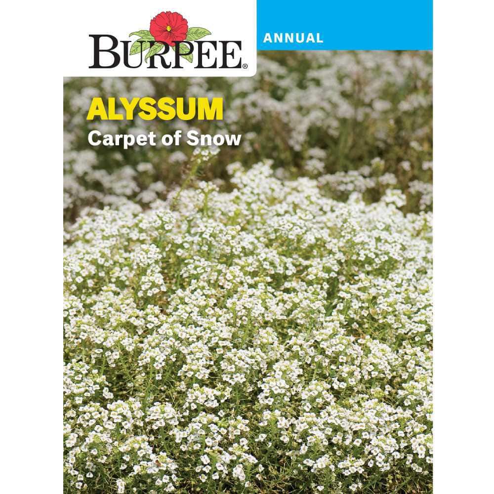 Burpee Alyssum Carpet of Snow Flower Seed 43462 - The Home Depot