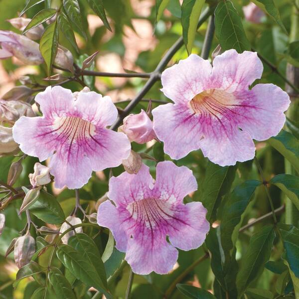 ALTMAN PLANTS 10 in. Trumpet Vine Flowering Shrub with Pink Bloom ...