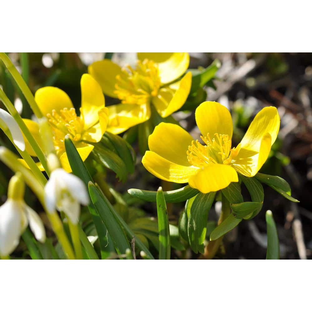 Online Orchards 1 Gal. Gold Drop Potentilla Shrub Beautiful Dwarf Shrub ...