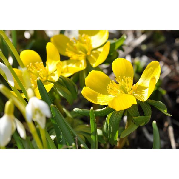 Online Orchards 1 Gal. Gold Drop Potentilla Shrub Beautiful Dwarf Shrub ...