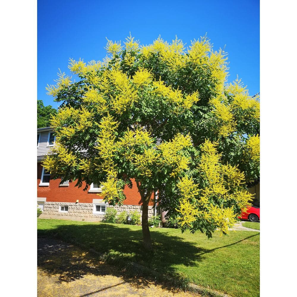 Online Orchards Golden Rain Tree (Bare Root, 3 ft. to 4 ft. Tall ...