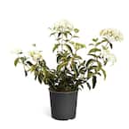 BELL NURSERY 3 Gal. California Privet (Ligustrum) Flowering Live Shrub ...