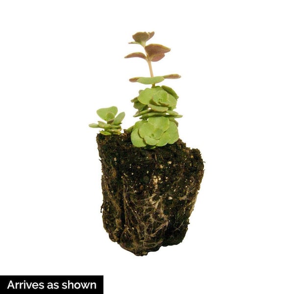 DIRECT GARDENING Red Creeping Sedum Dormant Bare Root Flowering ...
