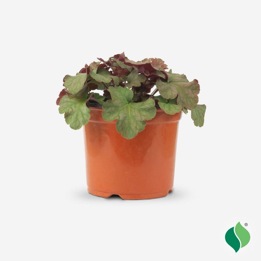 1 Gal. Pinot Gris Coral Bells (Heuchera), Live Perennial Plant, Ginger ...