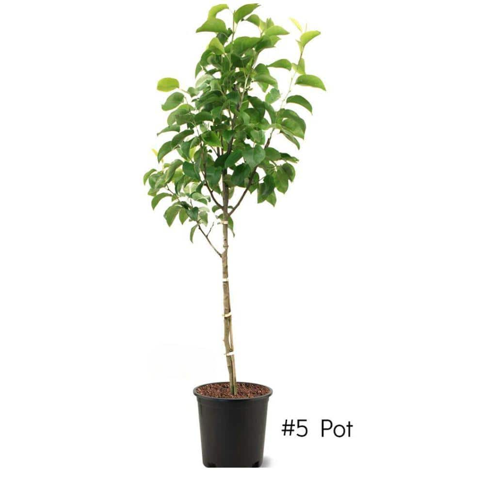 Southern Living 5 gal. Shinko Pear Tree PEASHK05G - The Home Depot