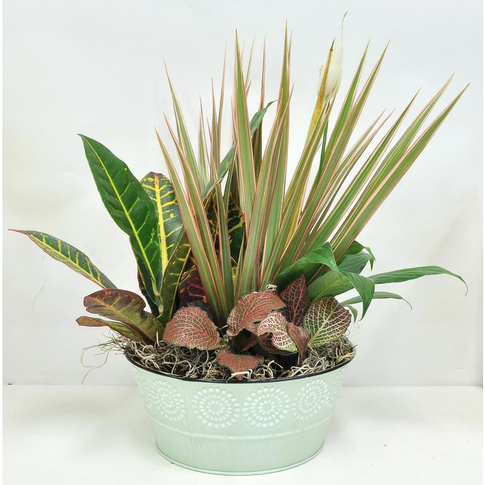 Costa Farms 8 in. Exotic Angel Garden Plants in Upgrade Pot CE80AGROU ...