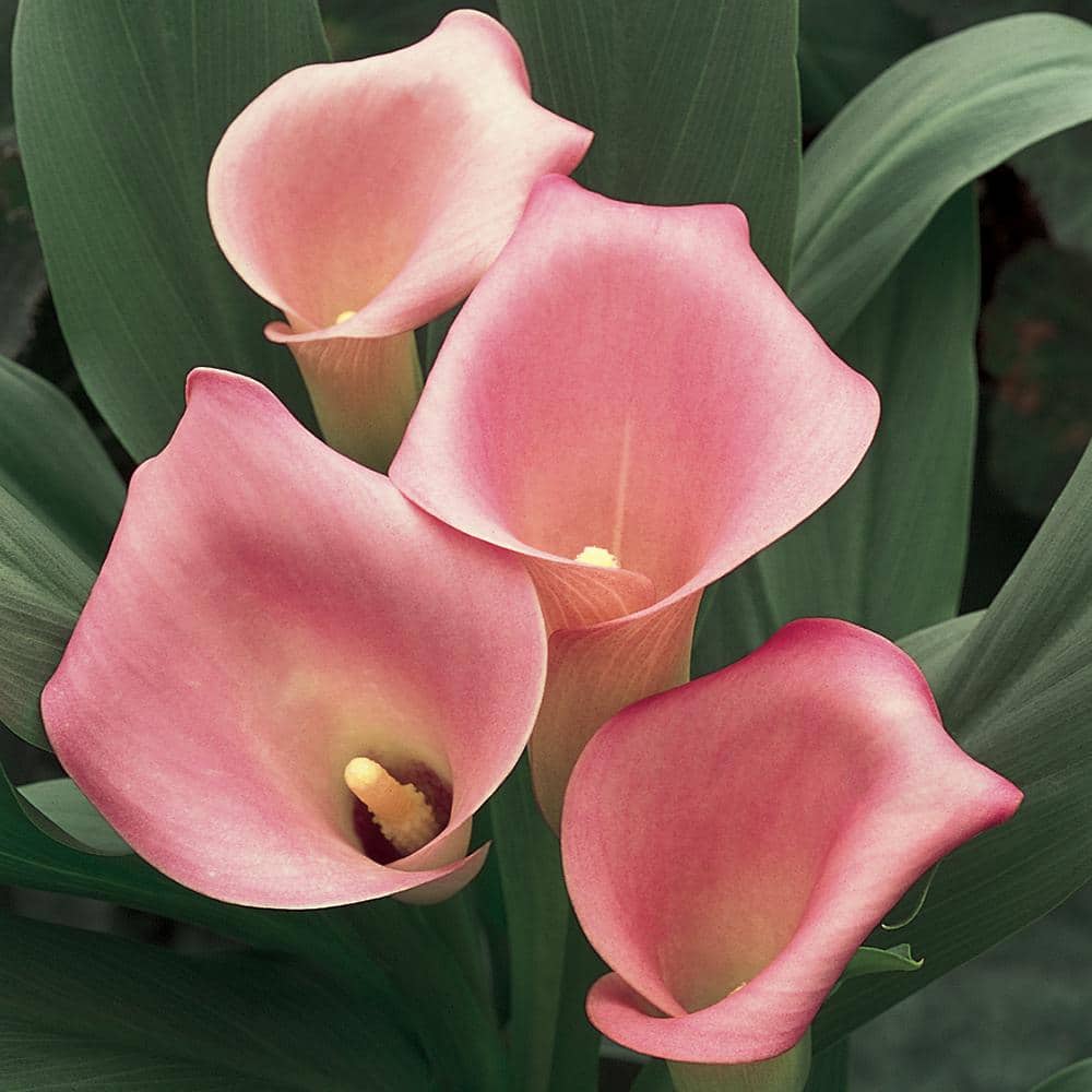 1 Gal. Pink Calla Calypso Plant 91366 - The Home Depot