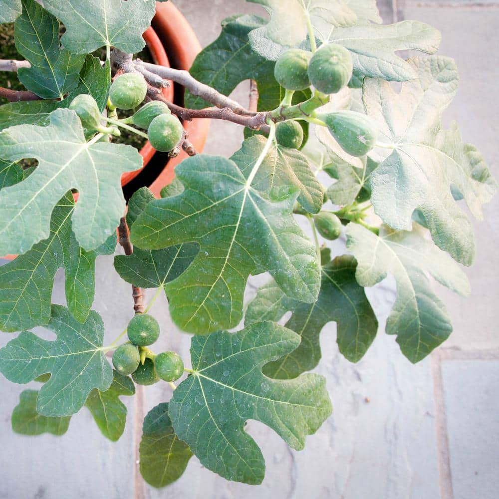 DIRECT GARDENING 1 Gal. Pot, Fignomenal Fig Tree Fruit Bearing Plant (1 ...