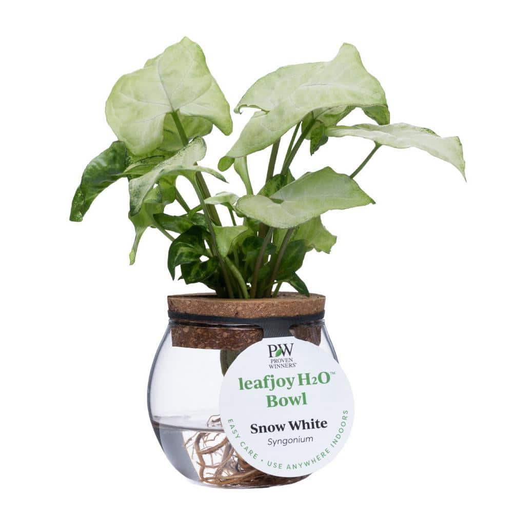 PROVEN WINNERS 3 in. leafjoy H2O Bowl, Syngonium Snow White ...
