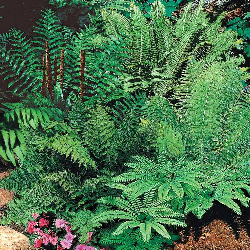 Spring Hill Nurseries Native Woodland Fern Mixture Dormant Bare Root ...