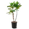 5 Gal. Celestial Fig Tree FIGCEL05G - The Home Depot