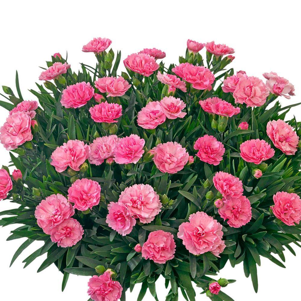Spring Hill Nurseries 3 in. Pot Sun Flor Pink Faganza Dianthus, Live ...