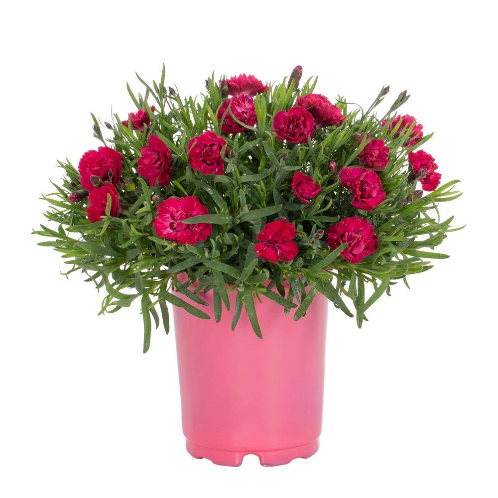 METROLINA GREENHOUSES 1 qt. Dianthus Early Love Perennial Plant 52569 ...