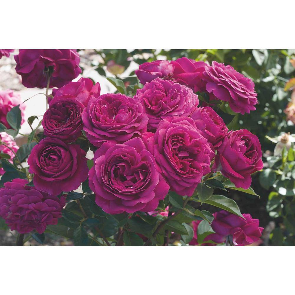 Wekiva Foliage Celestial Night Rose Bush-Live Starter Plant in a 4 Inch ...