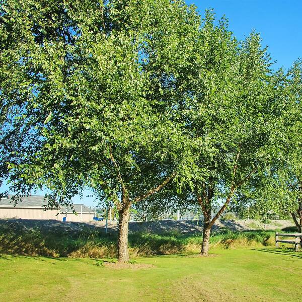 5 Gal. River Birch Single Trunk Shade Tree BIRSIN05G - The Home Depot