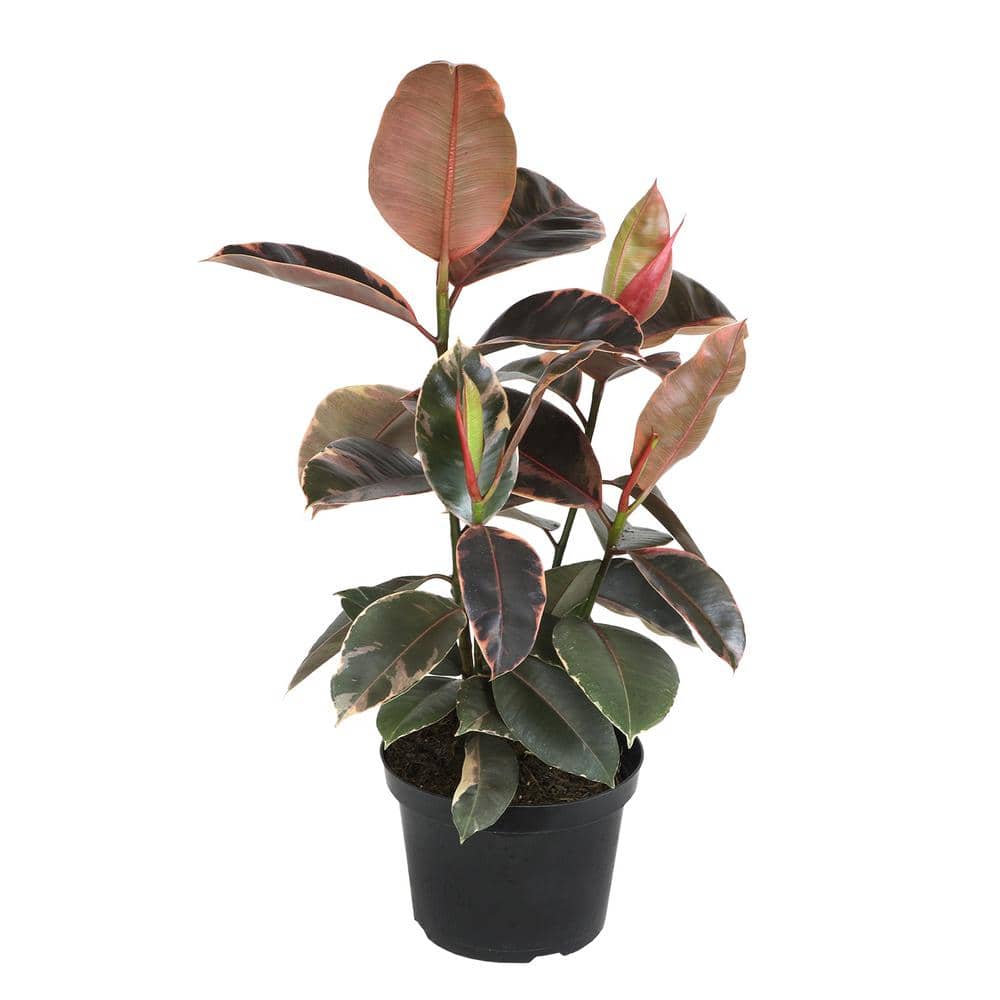 ALTMAN PLANTS Ficus Tineke Variegated Indoor Houseplant in 8 in. Grower ...