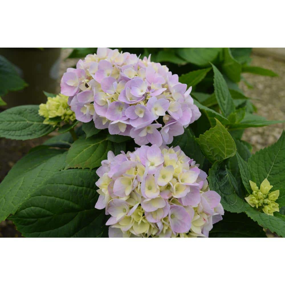 Vigoro 2 Gal. Echo Mini Penny Hydrangea Plant Live Shrub, Blue and Pink ...