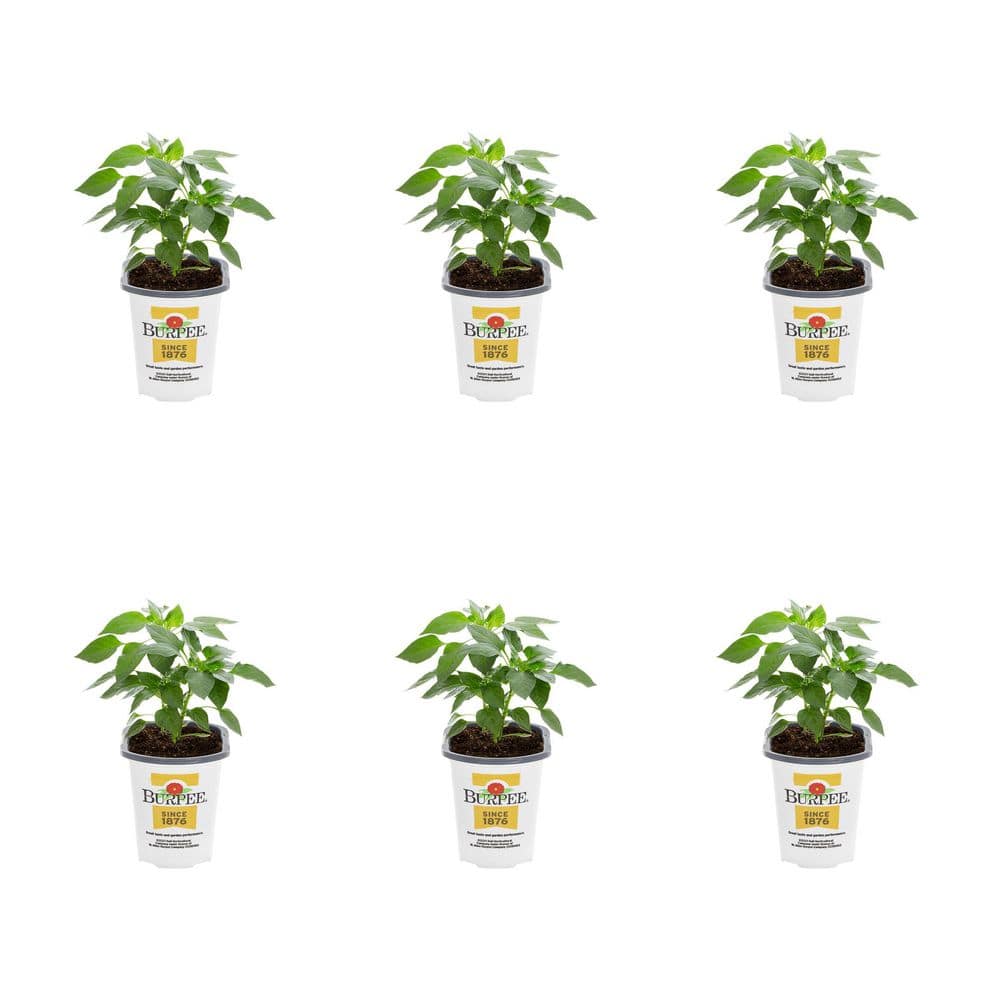 METROLINA GREENHOUSES 1 Pt. Pepper Habanero Red Green Edible Plant (6 ...