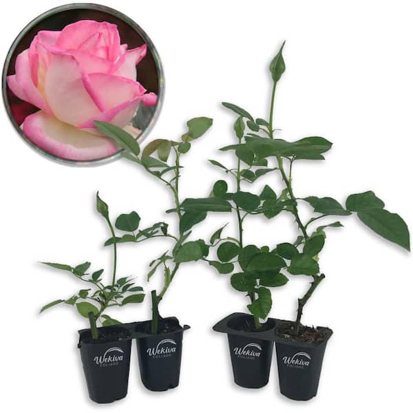 Wekiva Foliage Grace De Monaco Rose Bush- 4 Live Starter Plants in 2 in ...
