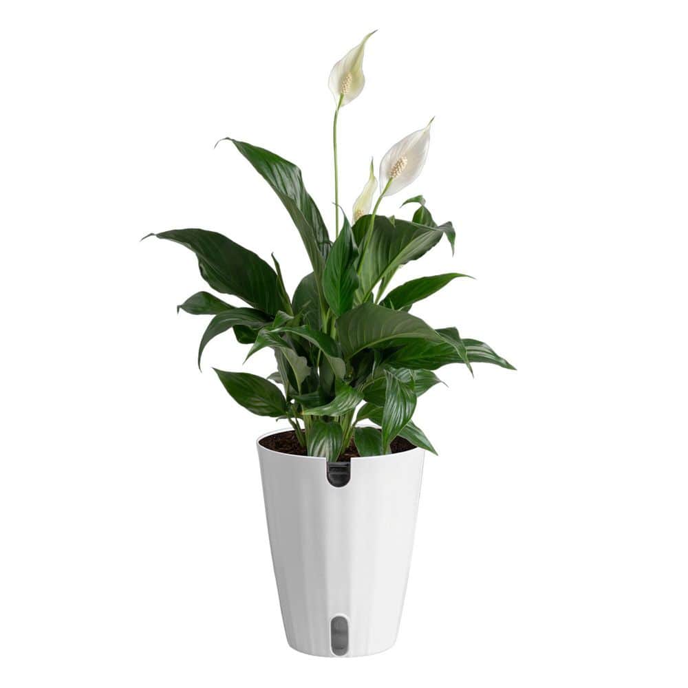Costa Farms Spathiphyllum Peace Lily Indoor Plant in 6 in. Decor ...