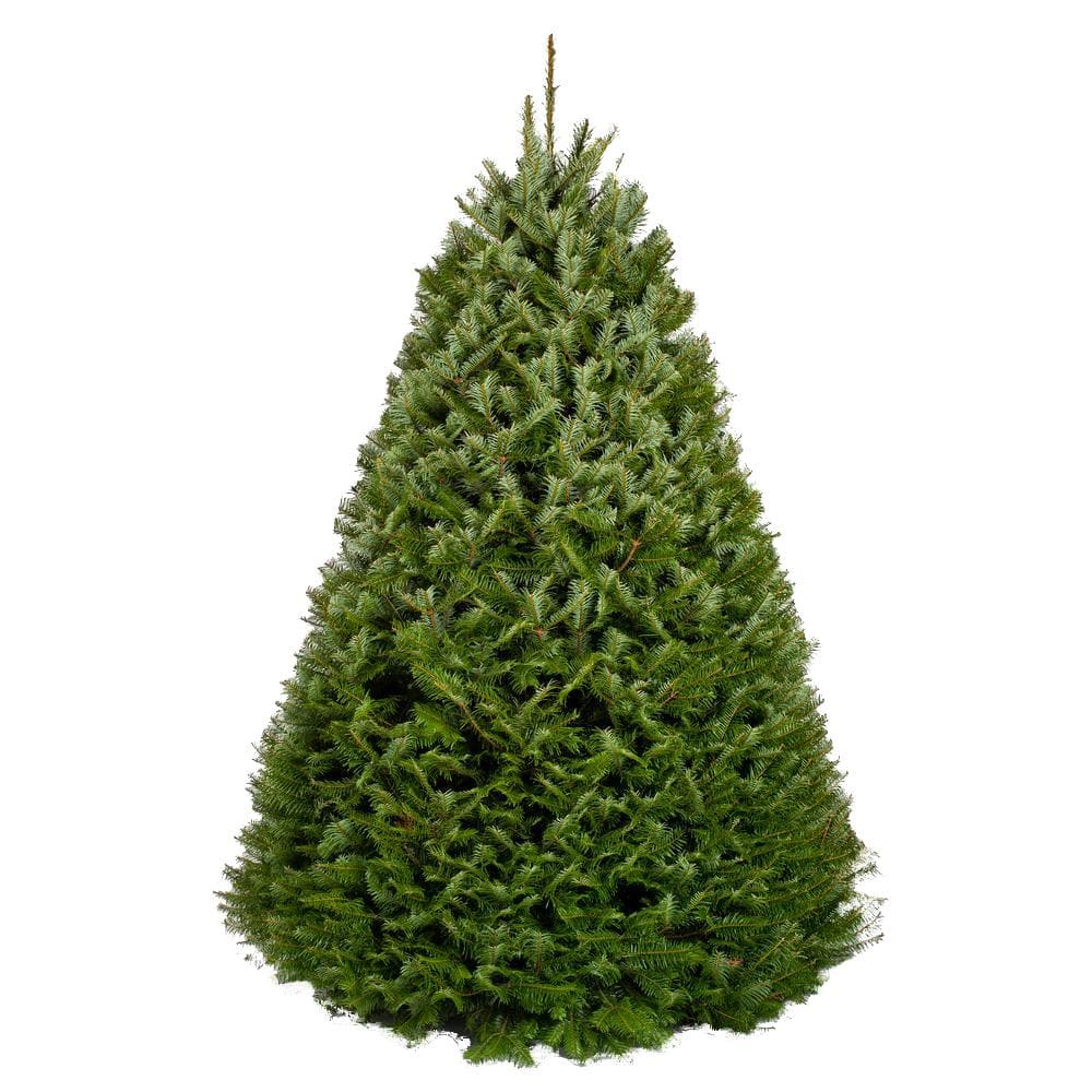 6-8 ft. Freshly Cut Live Abies Grand Fir Christmas Tree 615217 - The ...