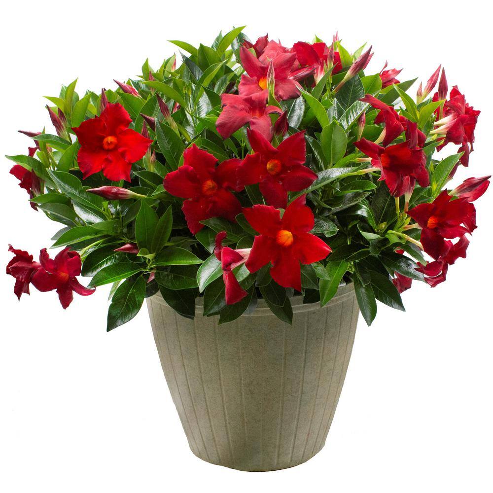 Rio 3.1 Gal. (#12) Patio Upgrade Dipladenia Flowering Annual Shrub with ...