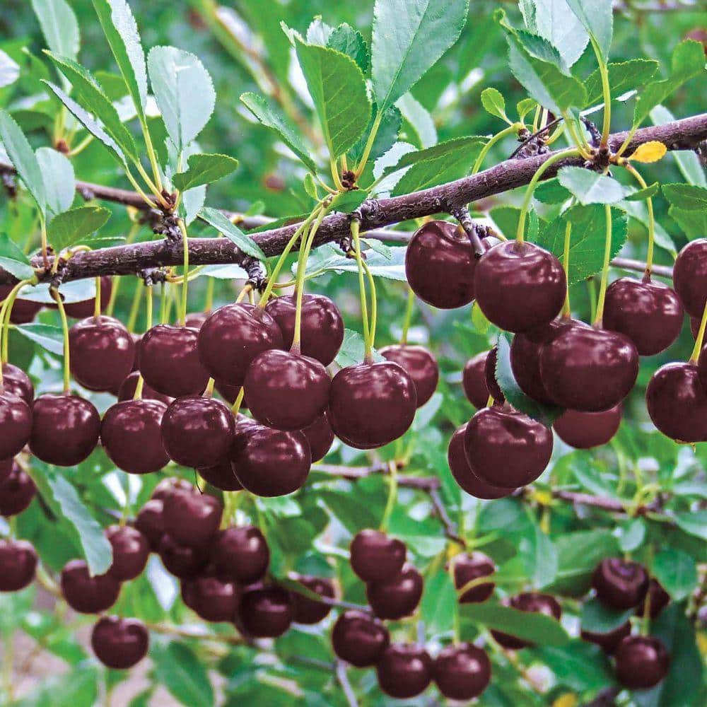 DIRECT GARDENING 1 Gal. Pot, Romeo Dwarf Bush Cherry Potted Fruit ...