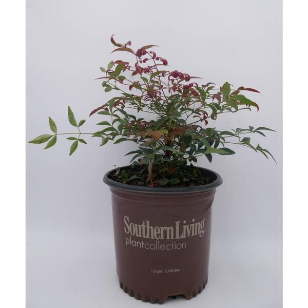 SOUTHERN LIVING 1 Gal. Obsession Nandina Multicolor Live Evergreen ...