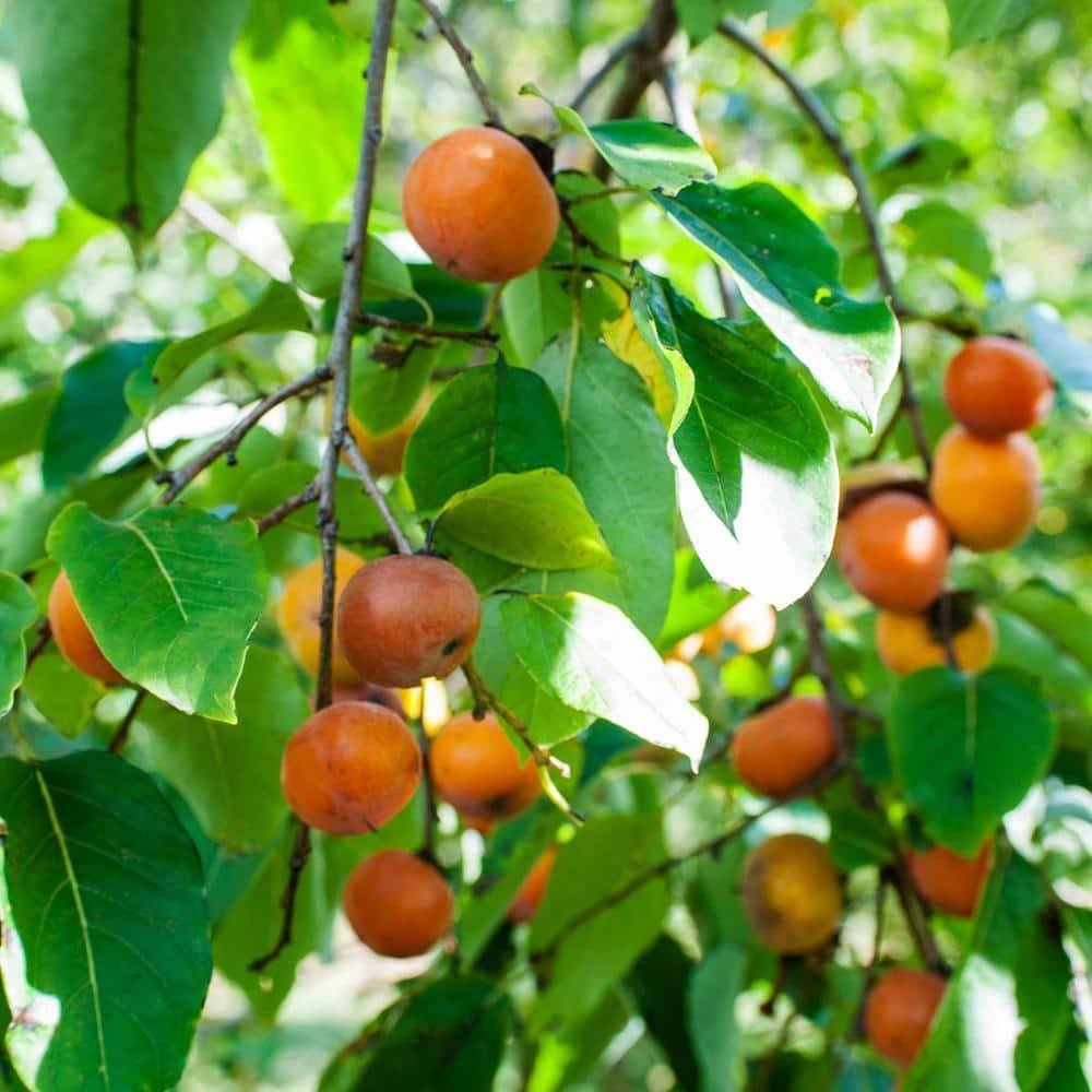 DIRECT GARDENING Caramel Cocktail Persimmon Starter Fruit Tree (1-Pack ...