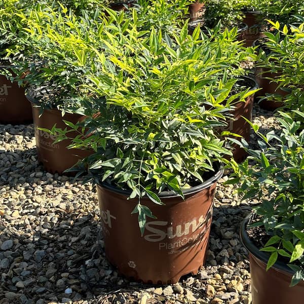 GARTENMEISTER 2.0 Gal. Little Missy Boxwood (Buxus microphylla 'Little ...