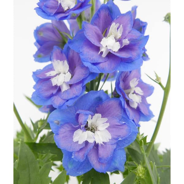 Delphinium Aurora Blue