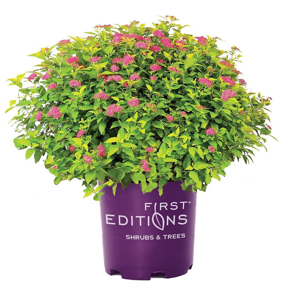 FIRST EDITIONS 2 Gal. Double Play Painted Lady Spirea Shrub with Pink ...
