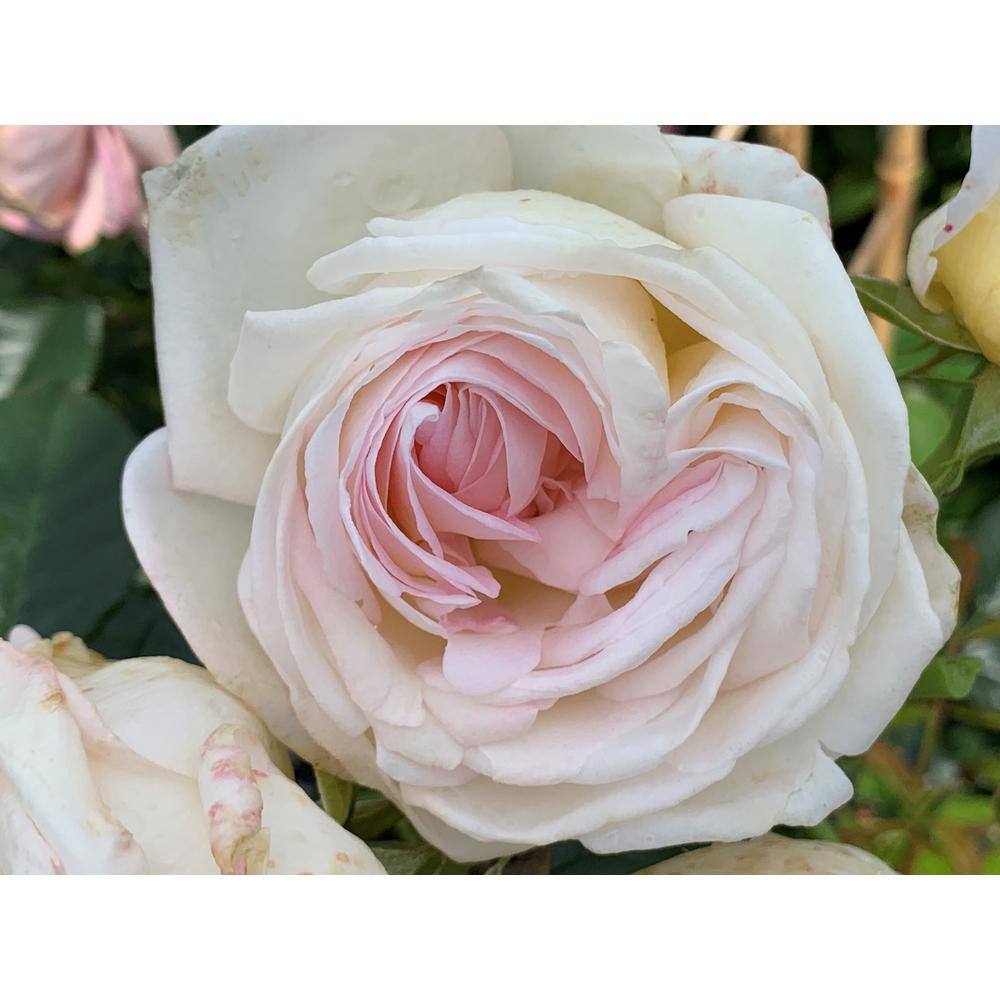 BLOOMABLES Bareroot Scentables Top Cream Hybrid Tea Rose Bush with ...