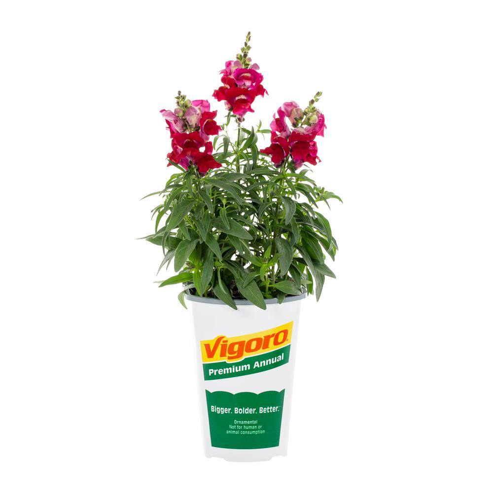 Vigoro 2 qt. Snapdragon Snaptastic Red Annual Plant 1007427003 - The ...