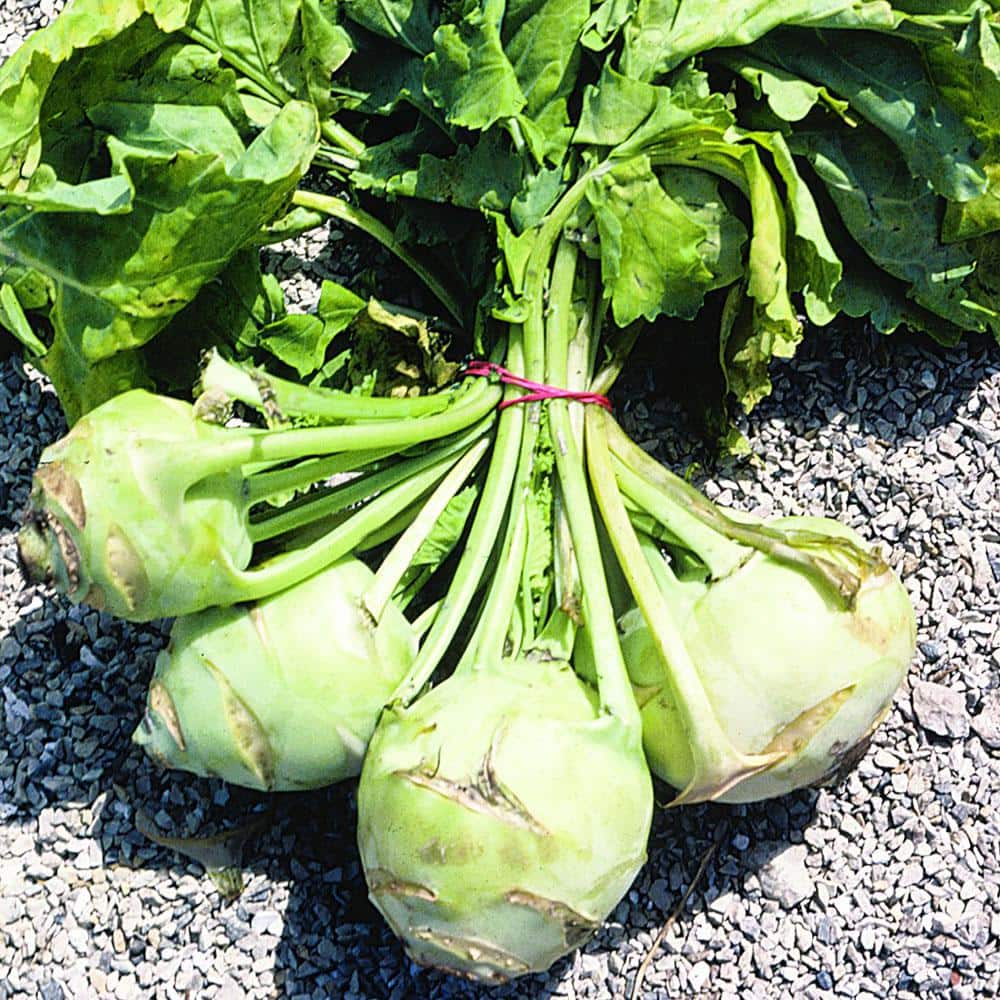 Bonnie Plants 6PK Kohlrabi - White 0095 - The Home Depot