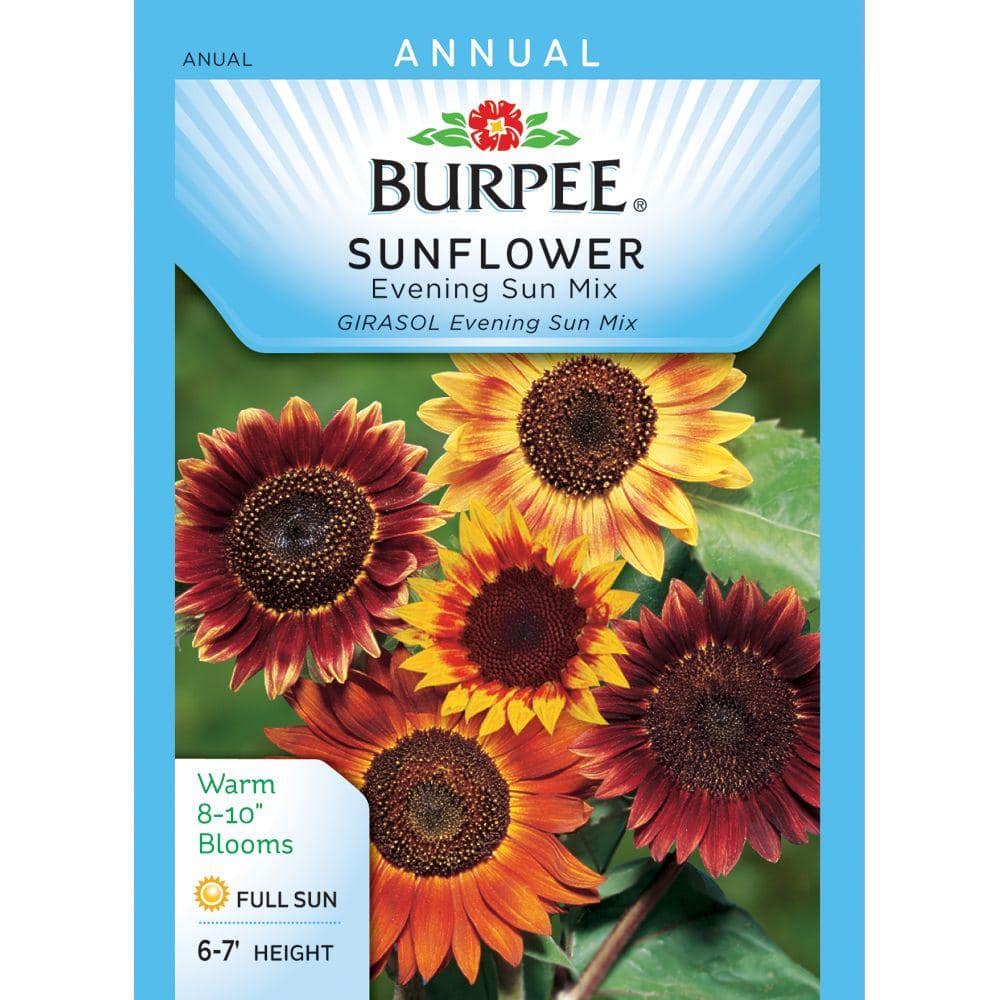 Burpee Evening Sun Sunflower Seed 47886 - The Home Depot