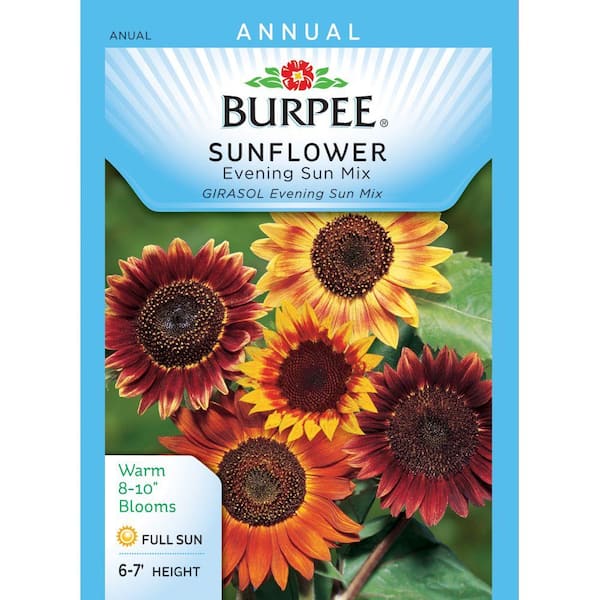 Burpee Evening Sun Sunflower Seed 47886 - The Home Depot