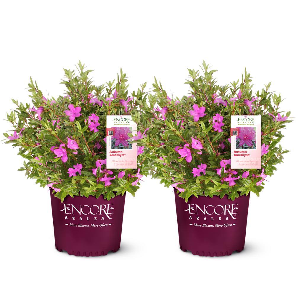 ProPlus 1 Gal. Autumn Amethyst Shrub with Stunning Purple Flowers (2 ...