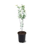 1 Gal. River Birch Multi-Trunk Shade Tree BIRDUR01G