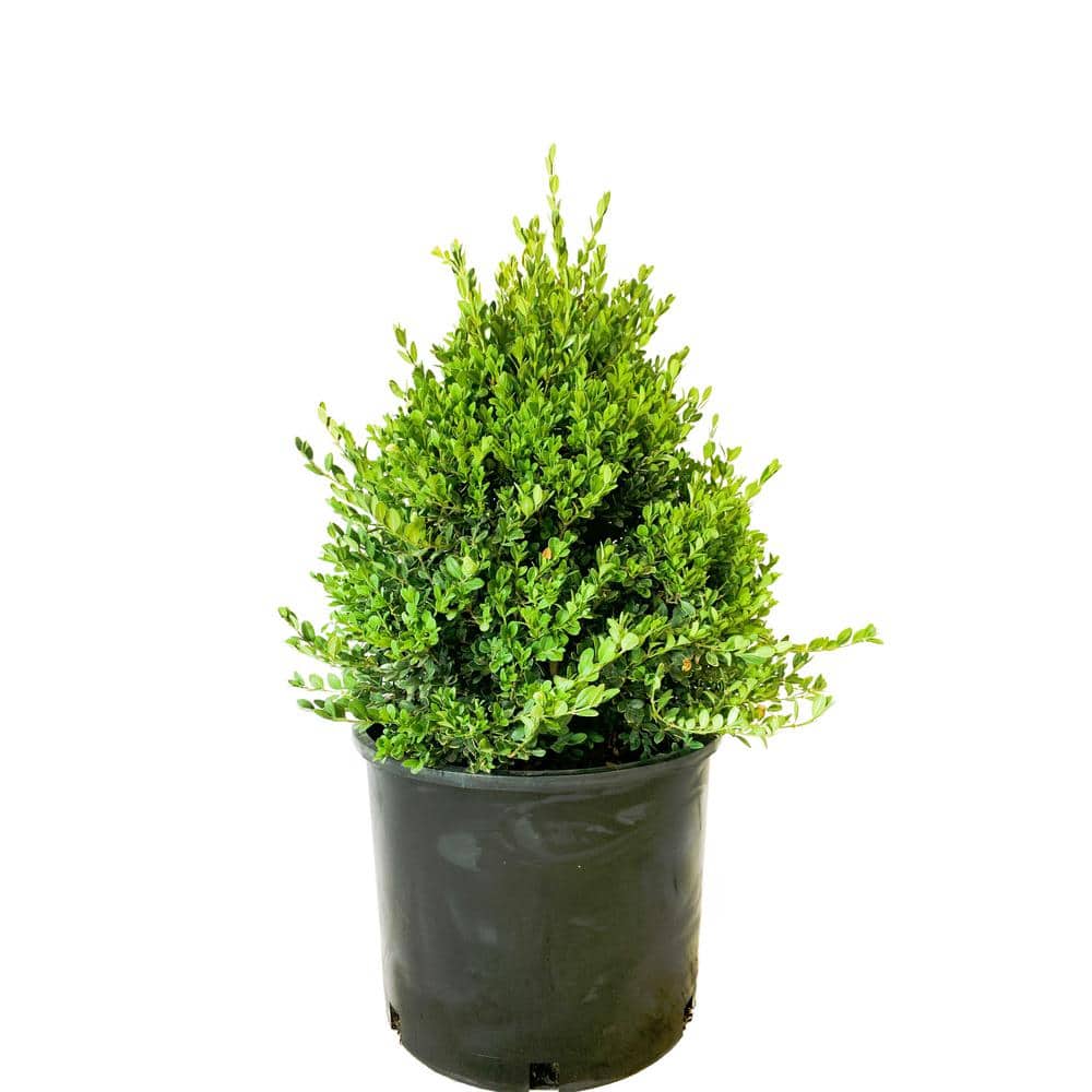 Fusion Boxwood 'Green Mountain' Cone #7 1006110689 - The Home Depot
