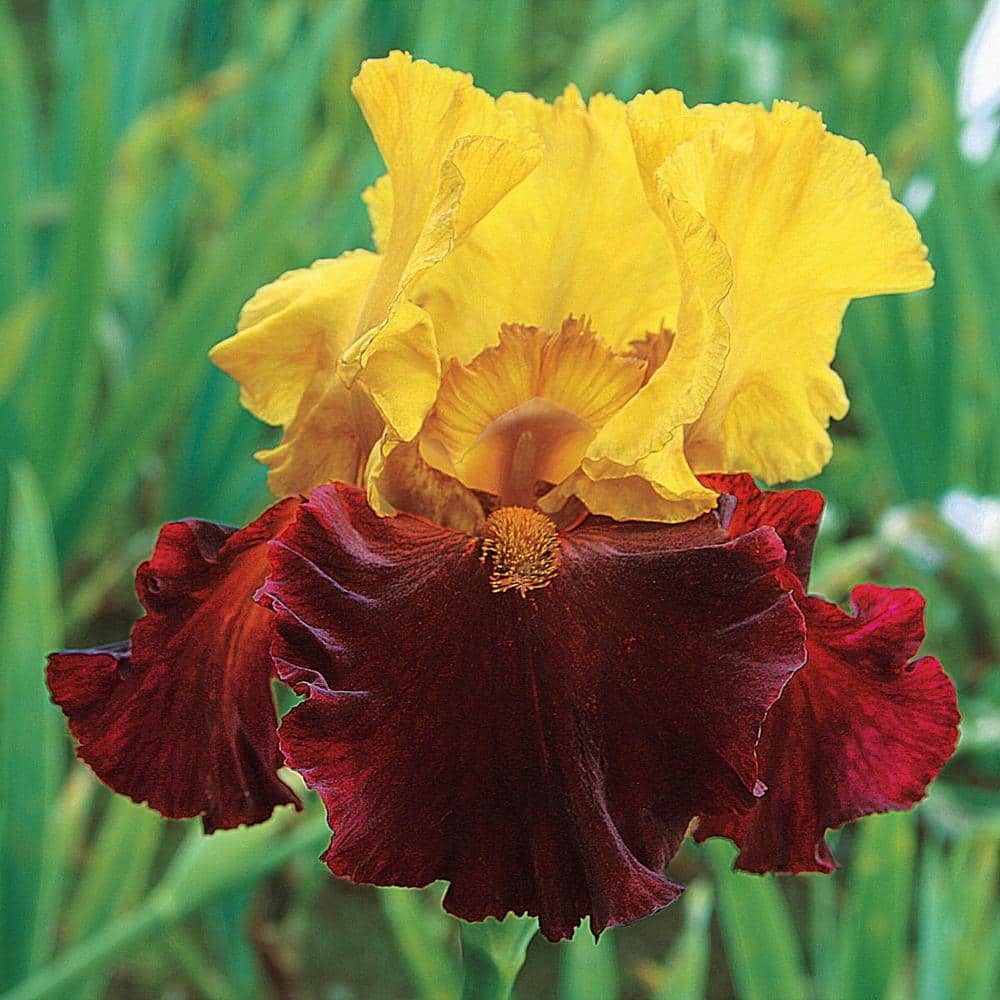 SPRING HILL NURSERIES Kathy Chilton Bearded Iris Flowering Dormant Bare ...