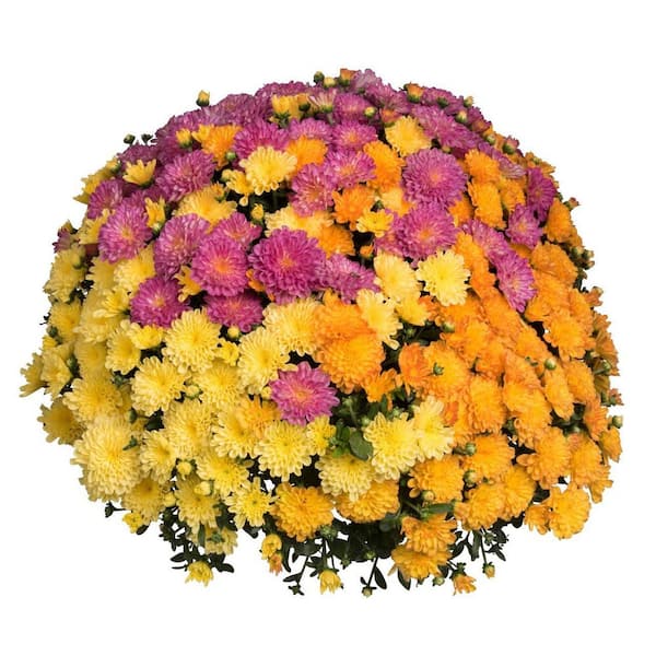 BELL NURSERY 10 in. Select Premium Tri-Color Mum Plant 1001966974 - The ...