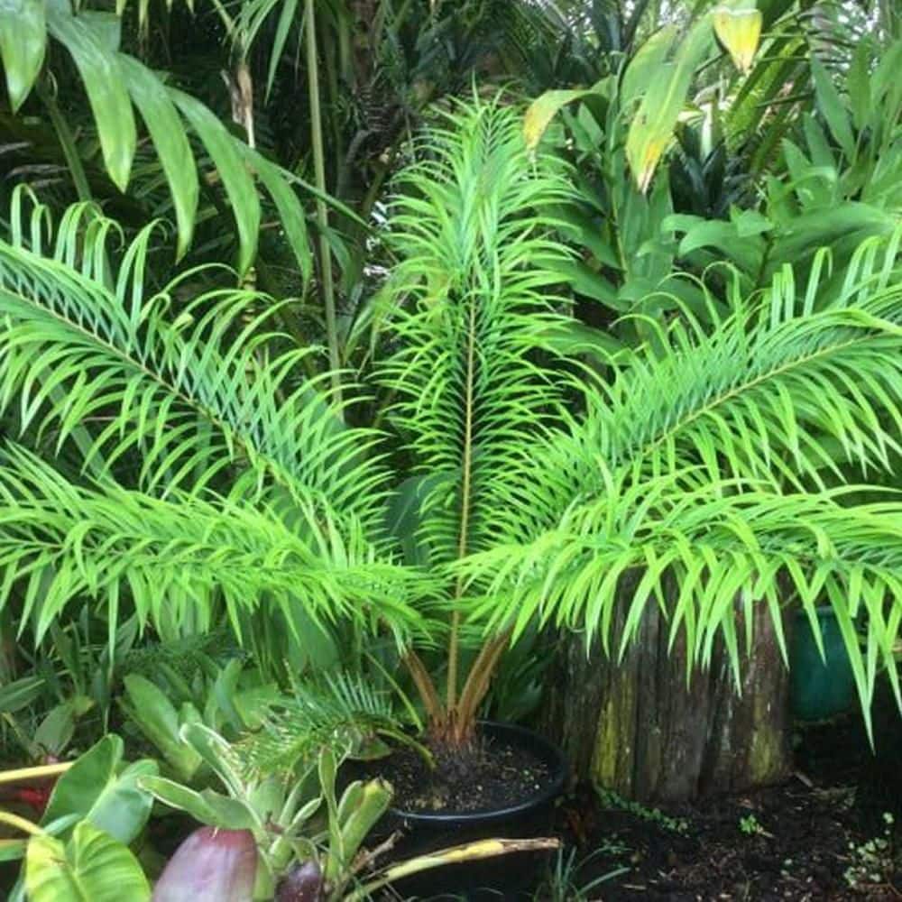Wekiva Foliage Multipinnate Sago Palm-Live Plant in a 3 Gal. Growers ...