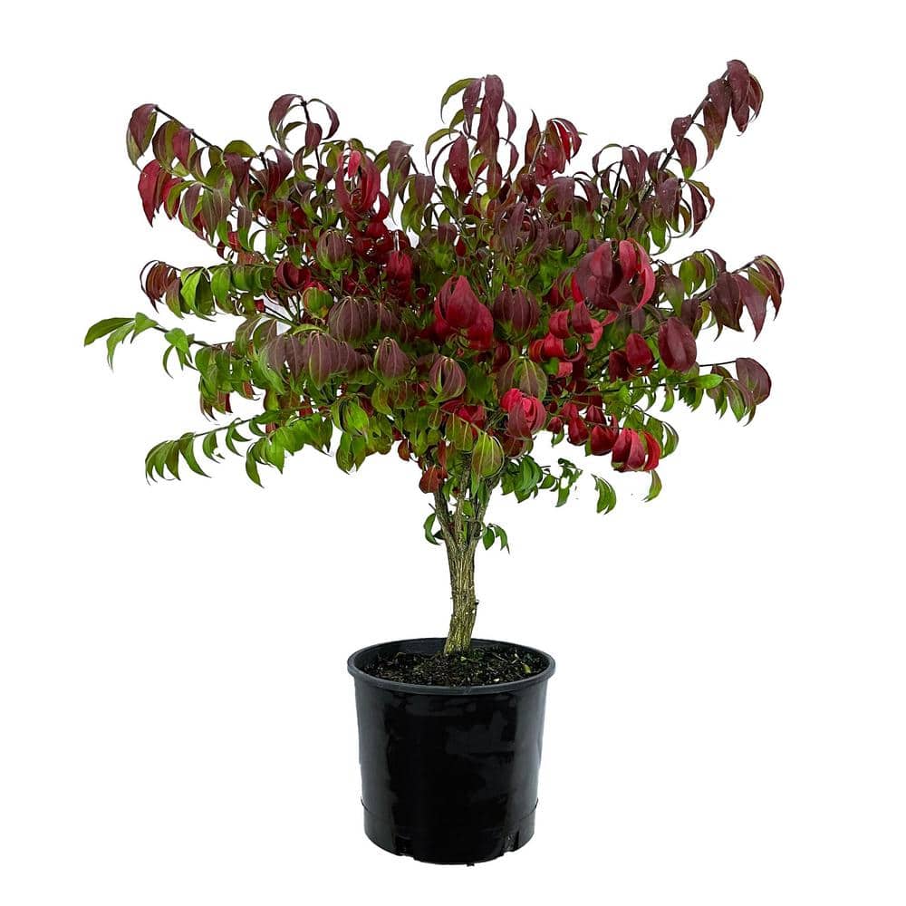2.25 Gal. Dwarf Burning Bush Euonymus Live Shrub with Red Foliage ...